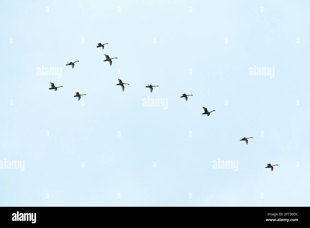 Flock of birds, swans flying high in blue sky. Flight in V-formation ...