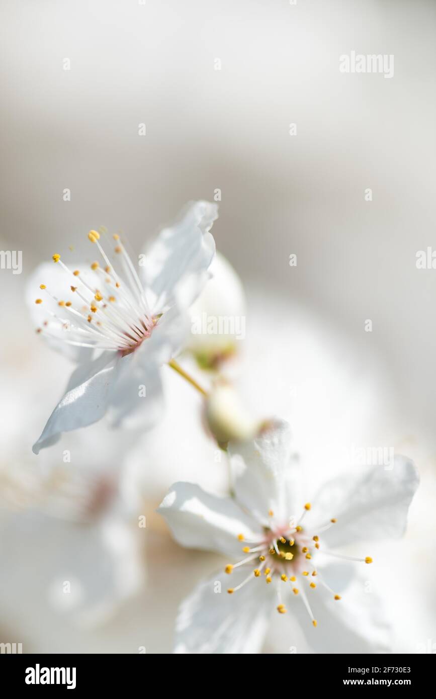 Cherry blossoms, wild cherry, Wild cherry (Prunus avium), detail ...
