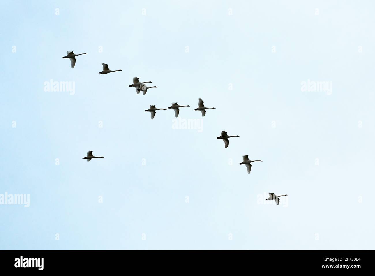 Flock of birds, swans flying high in blue sky. Flight in V-formation ...