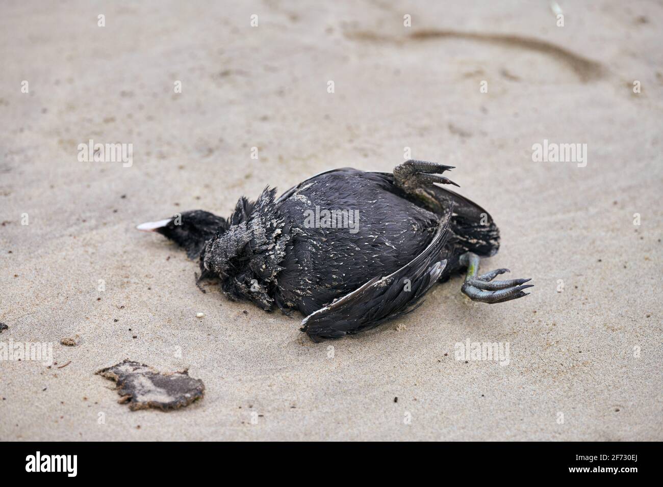 Dead body of bird, Eurasian or Australian coot, Fulica atra, on ...