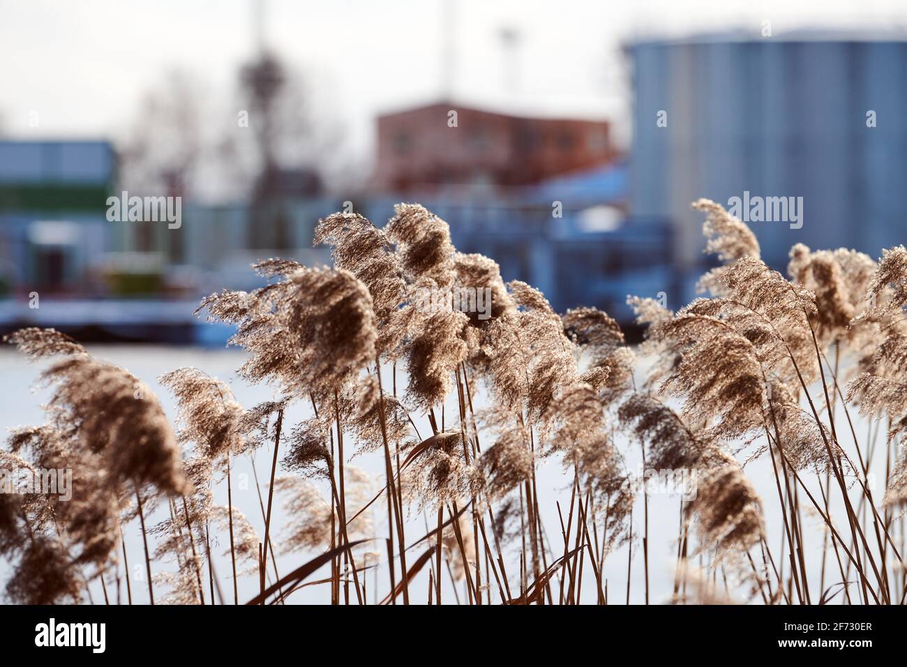 Dry reed stalks growing on banks of river, industrial background. River ...