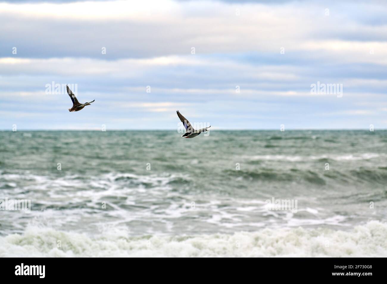 Duck Flying Over Water High Resolution Stock Photography and Images - Alamy