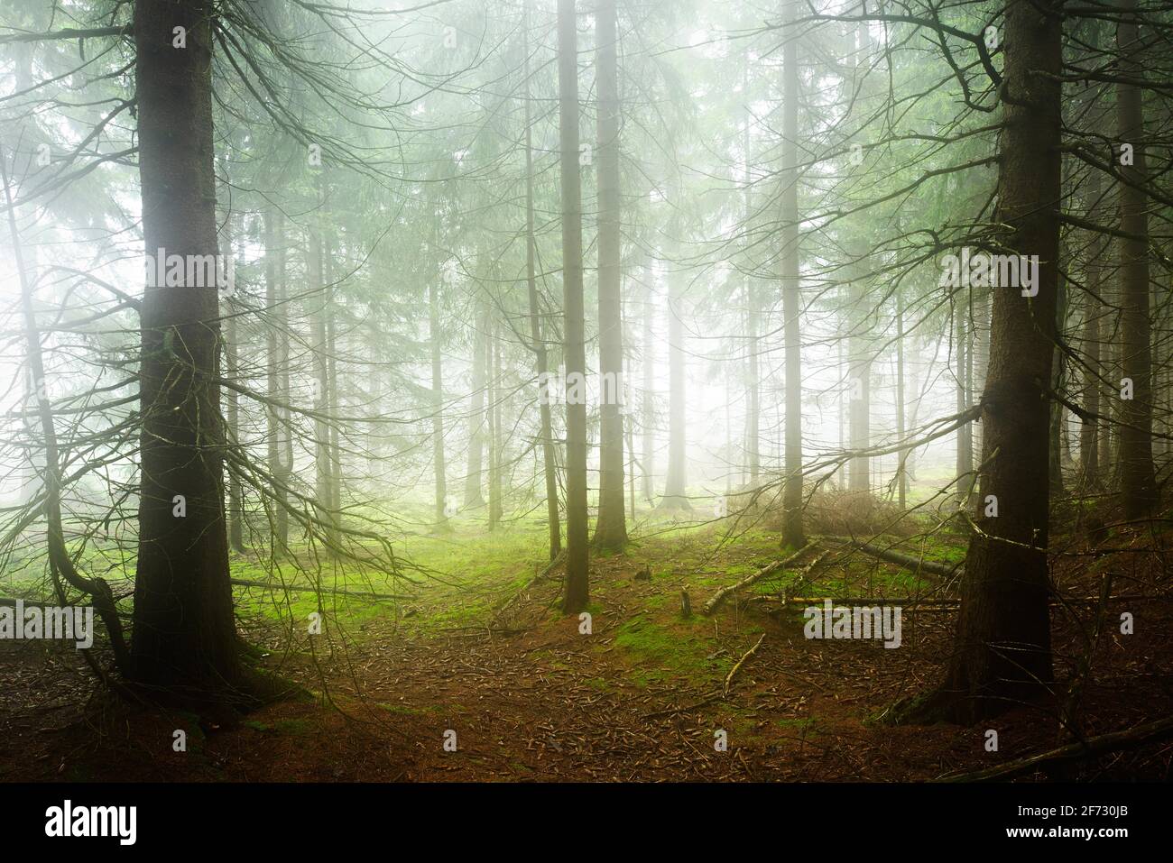 Mysterious dense spruce forest with fog hi-res stock photography and ...