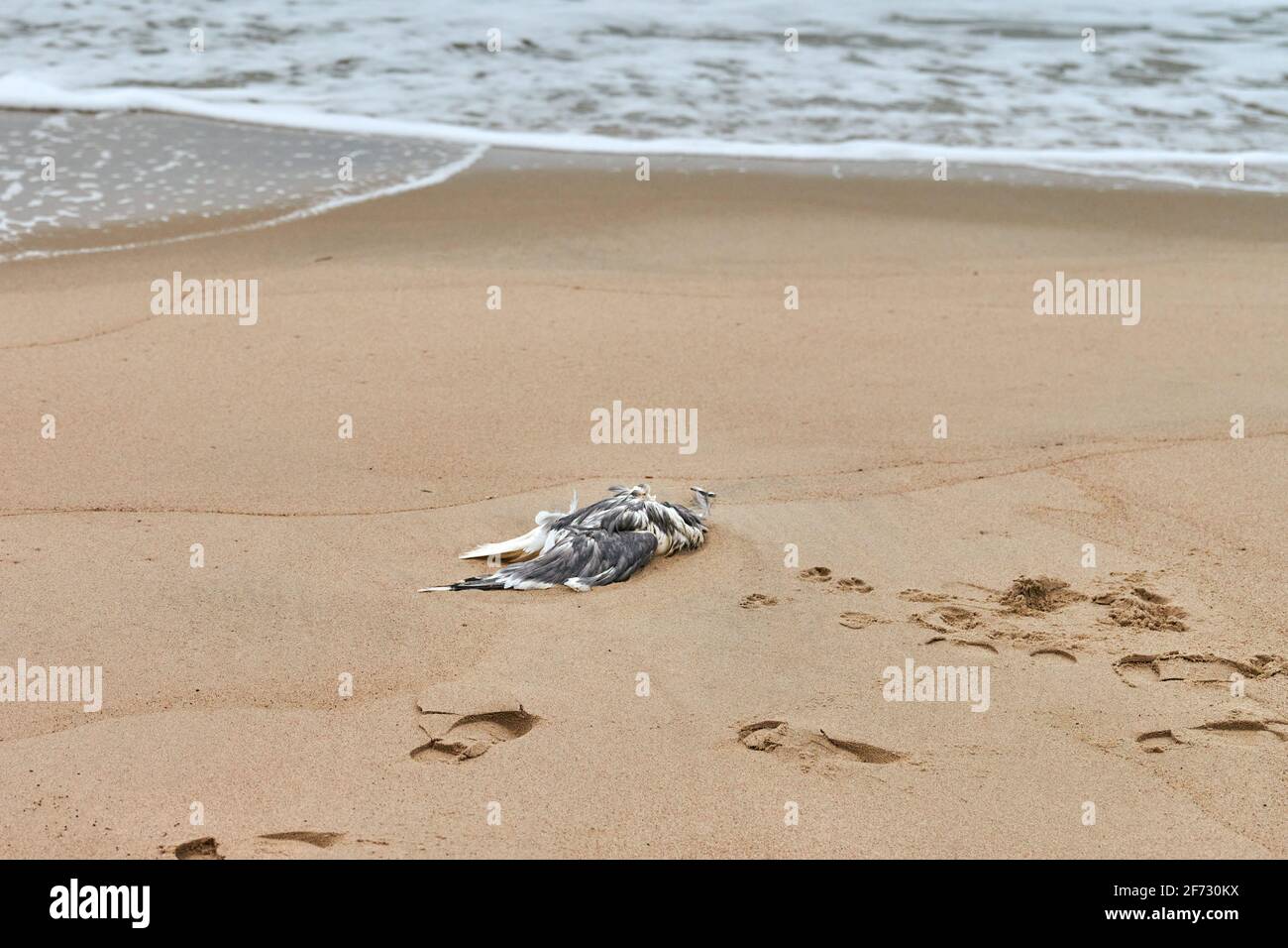 Dead seabird on polluted sandy beach. Outstretched dead body of bird on ...