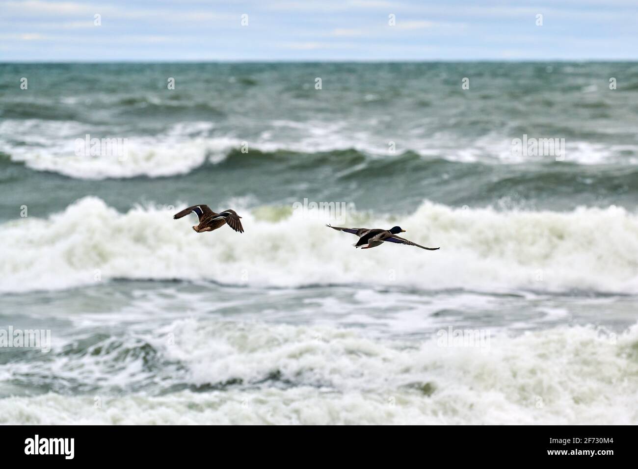 Two mallard waterfowl birds flying over sea water. Seascape of hovering ...