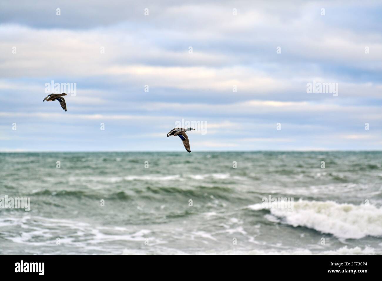 Mallard waterfowl birds flying over sea water. Anas platyrhynchos ...