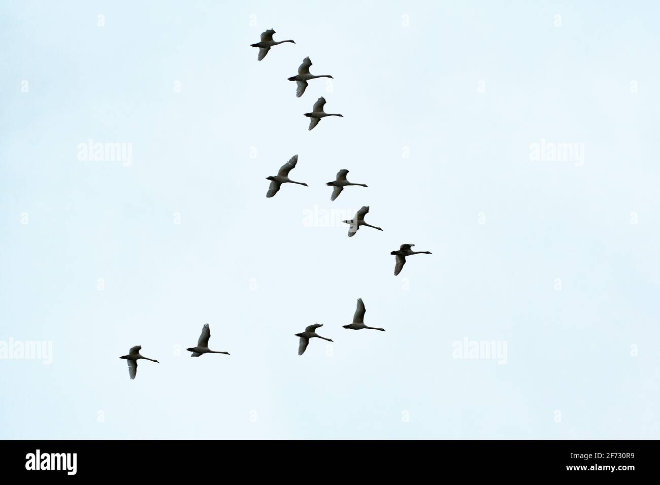 Flock of birds, swans flying high in blue sky. Flight in V-formation ...