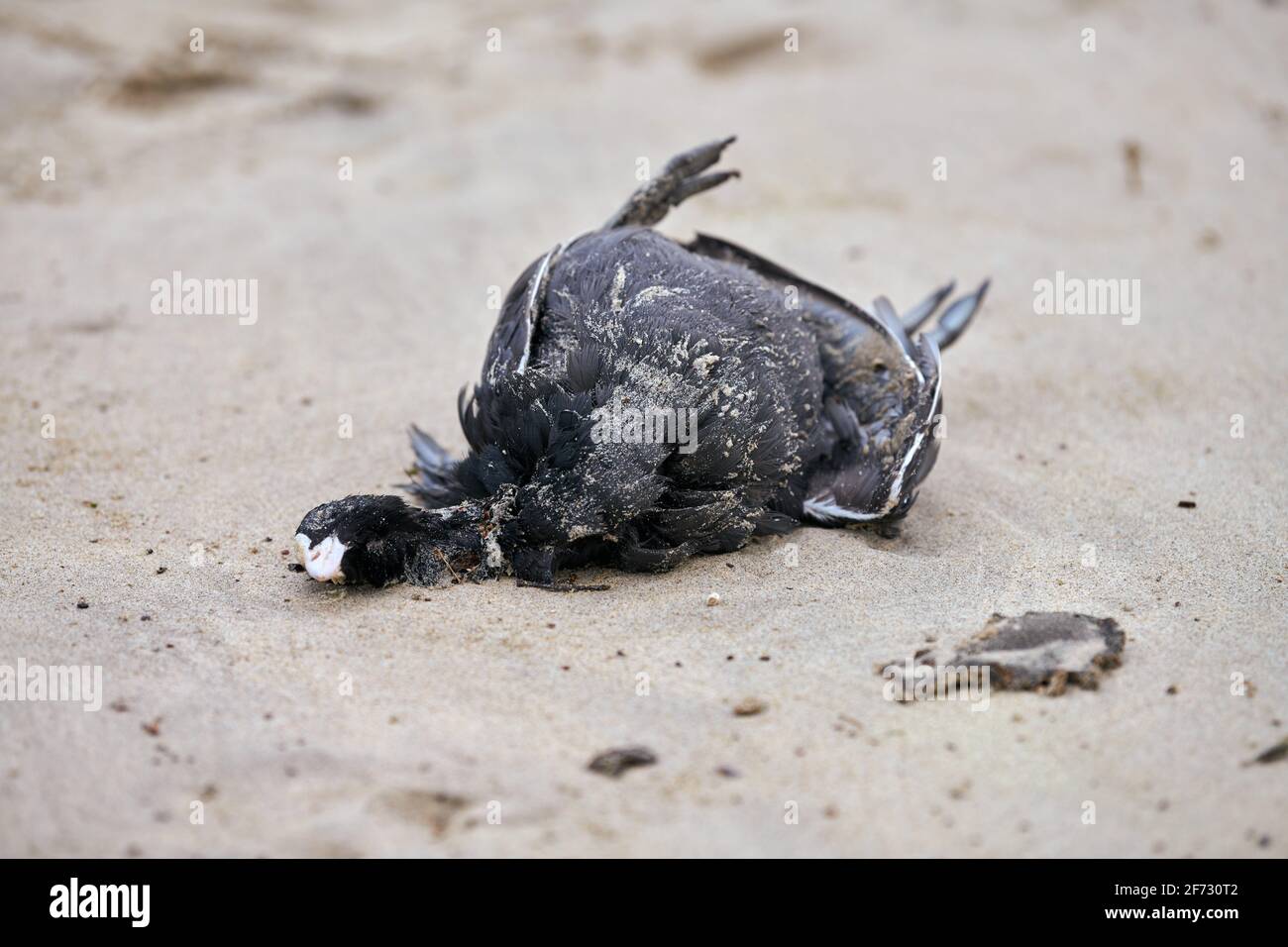 Dead body of bird, Eurasian or Australian coot, Fulica atra, on ...