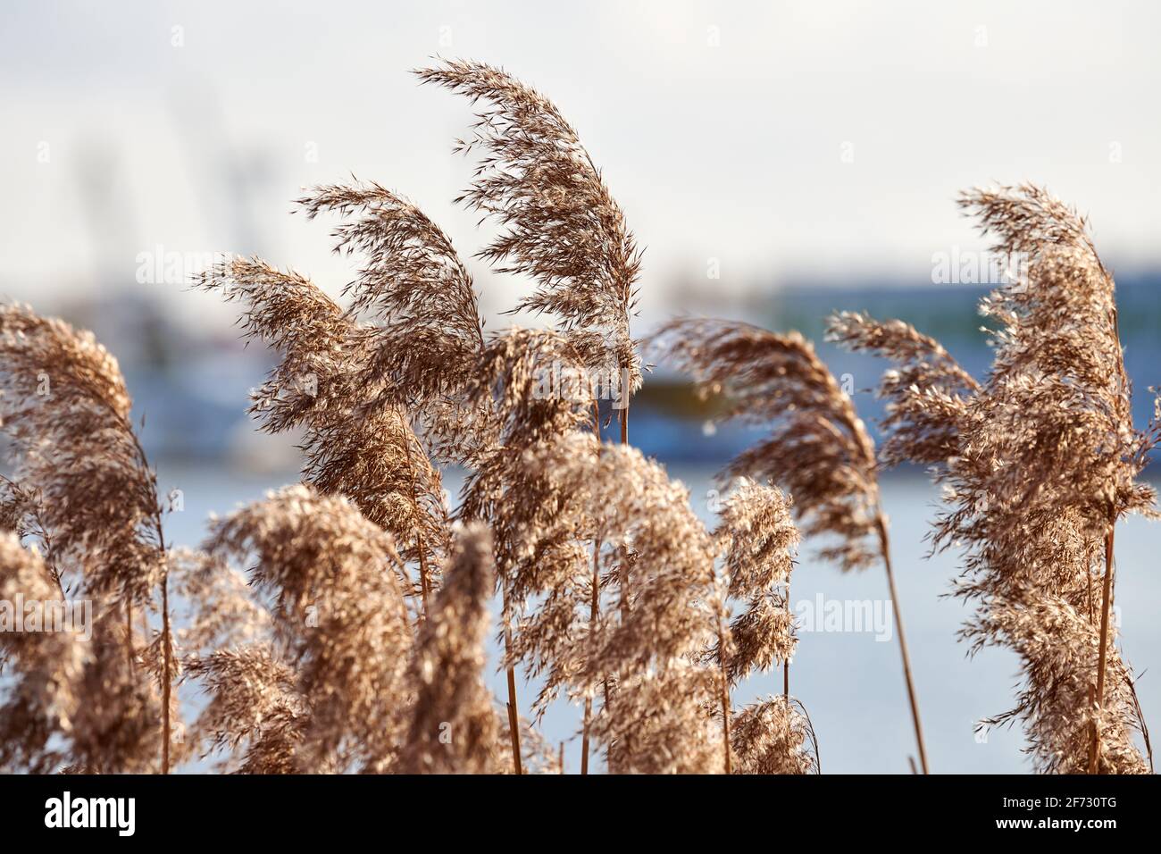Dry reed stalks growing on banks of river, industrial background. River ...