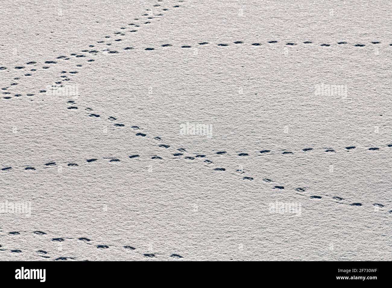 Webbed foot prints hi-res stock photography and images - Alamy