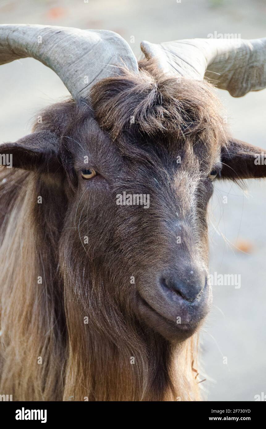 Close up portrait of goat. Concepts of beauty domestic animals ...