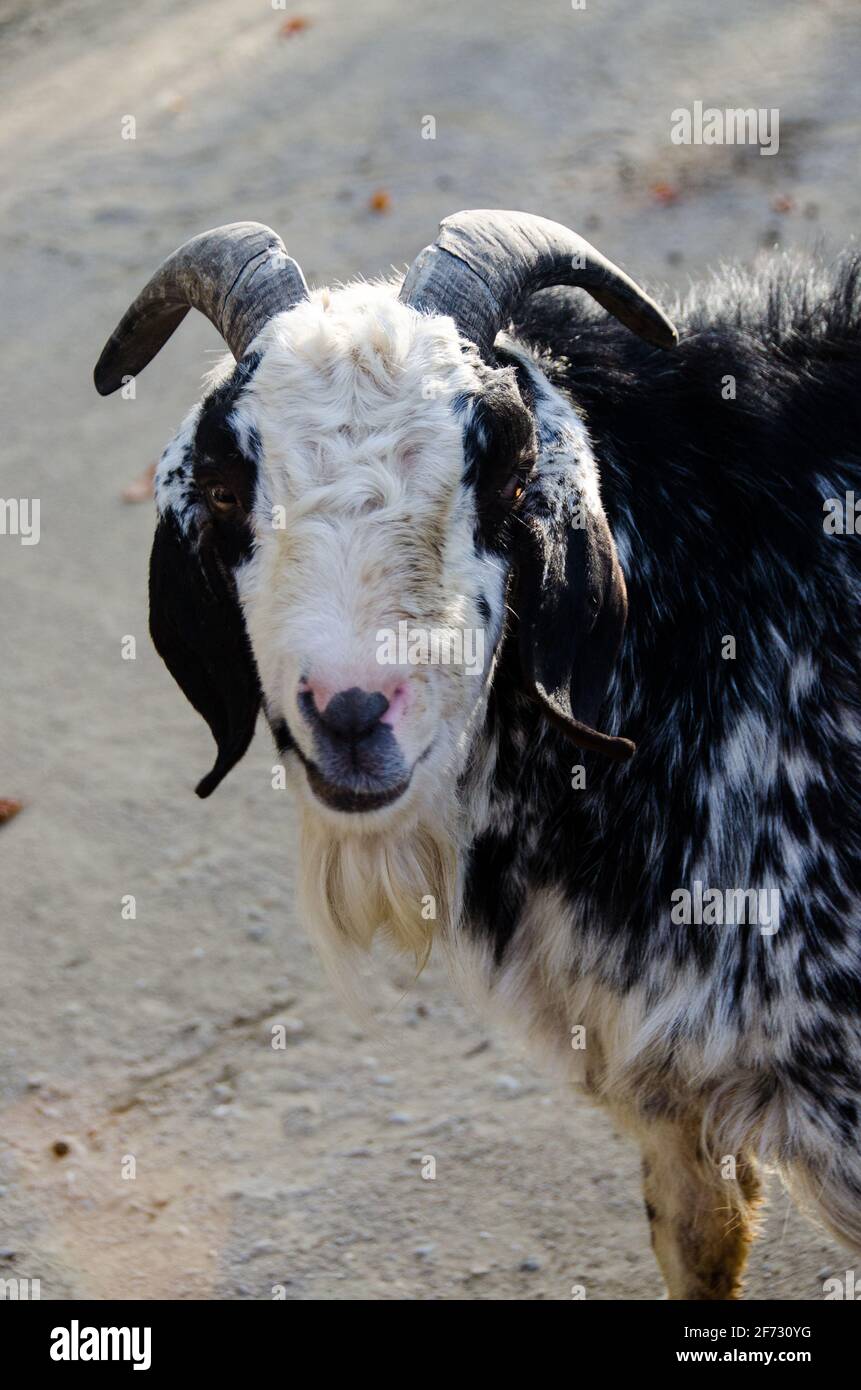 Close up portrait of goat. Concepts of beauty domestic animals ...
