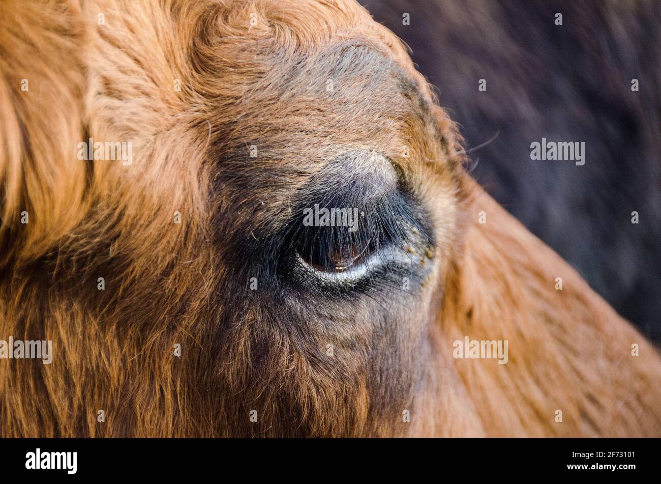Close-up of a goat's eye. Concepts of beauty domestic animals. Natural ...
