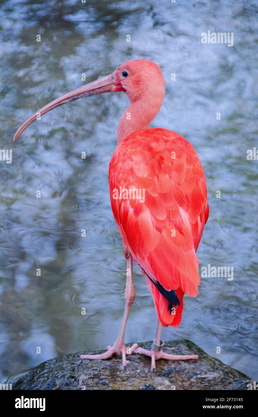 Birds of the scarlet ibis in the wild. Scarlet Ibis walks against the ...