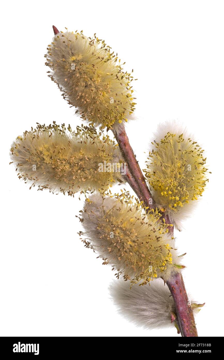 Catkin Inflorescence