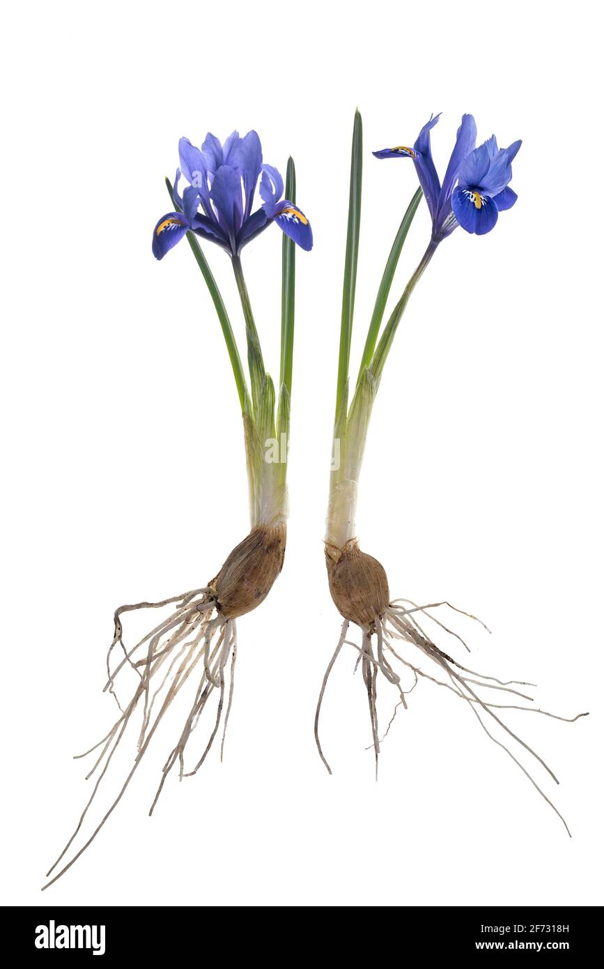 Iris reticulata (Iris reticulata) on white ground, Germany Stock Photo ...