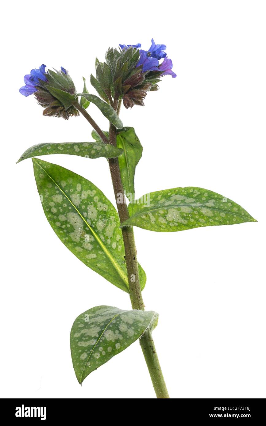 Flowers of spotted lungwort (Pulmonaria officinalis) on a white ...