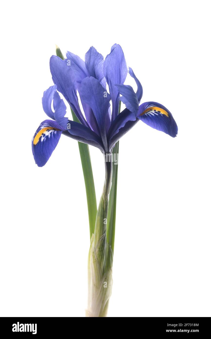 Flower of a reticulated iris (Iris reticulata) on a white background ...