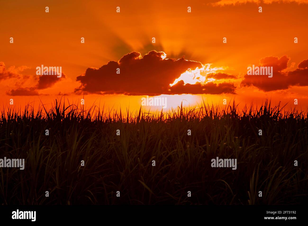 Beau bassin mauritius hi-res stock photography and images - Alamy