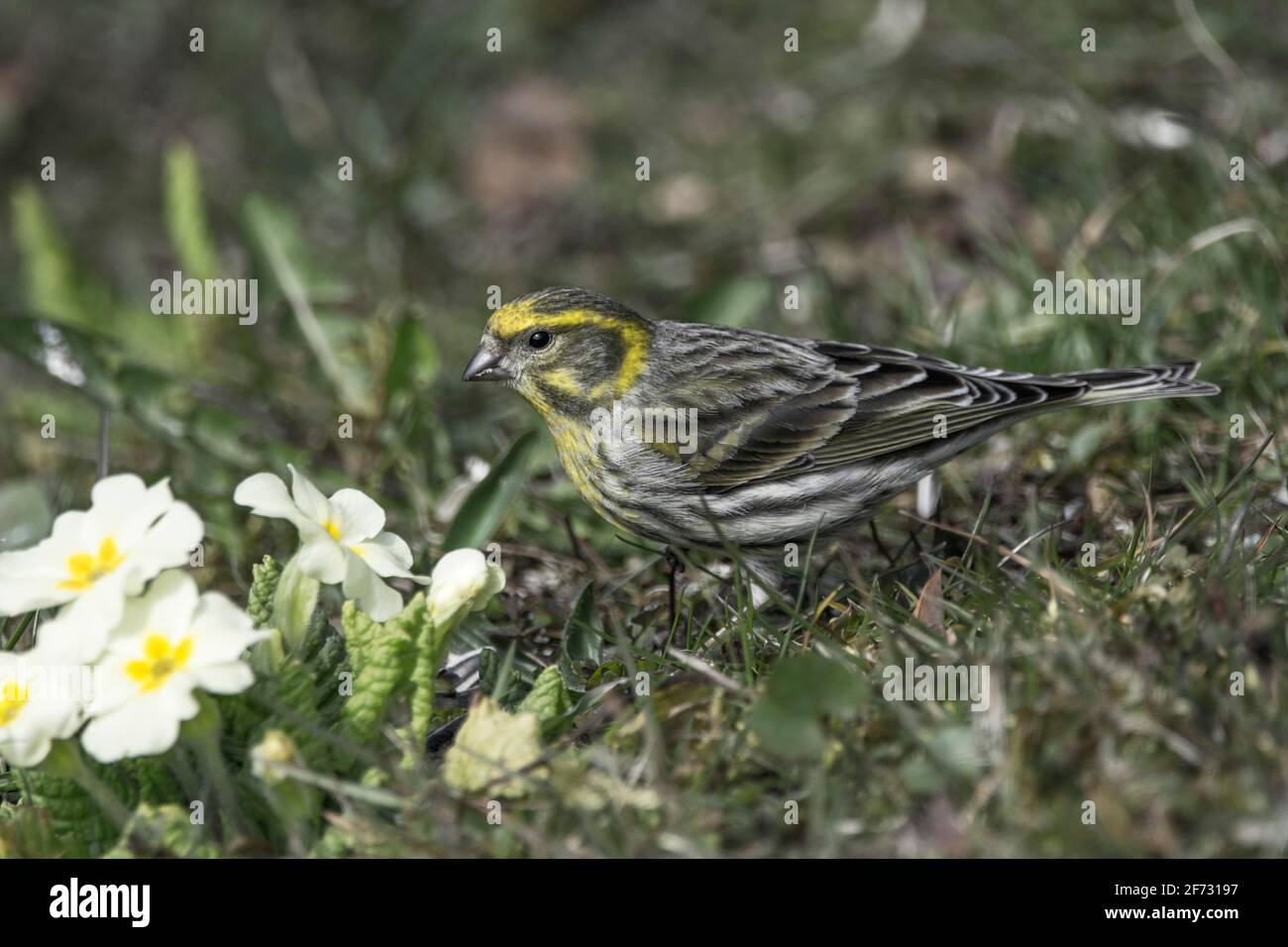 Female serin hi-res stock photography and images - Alamy