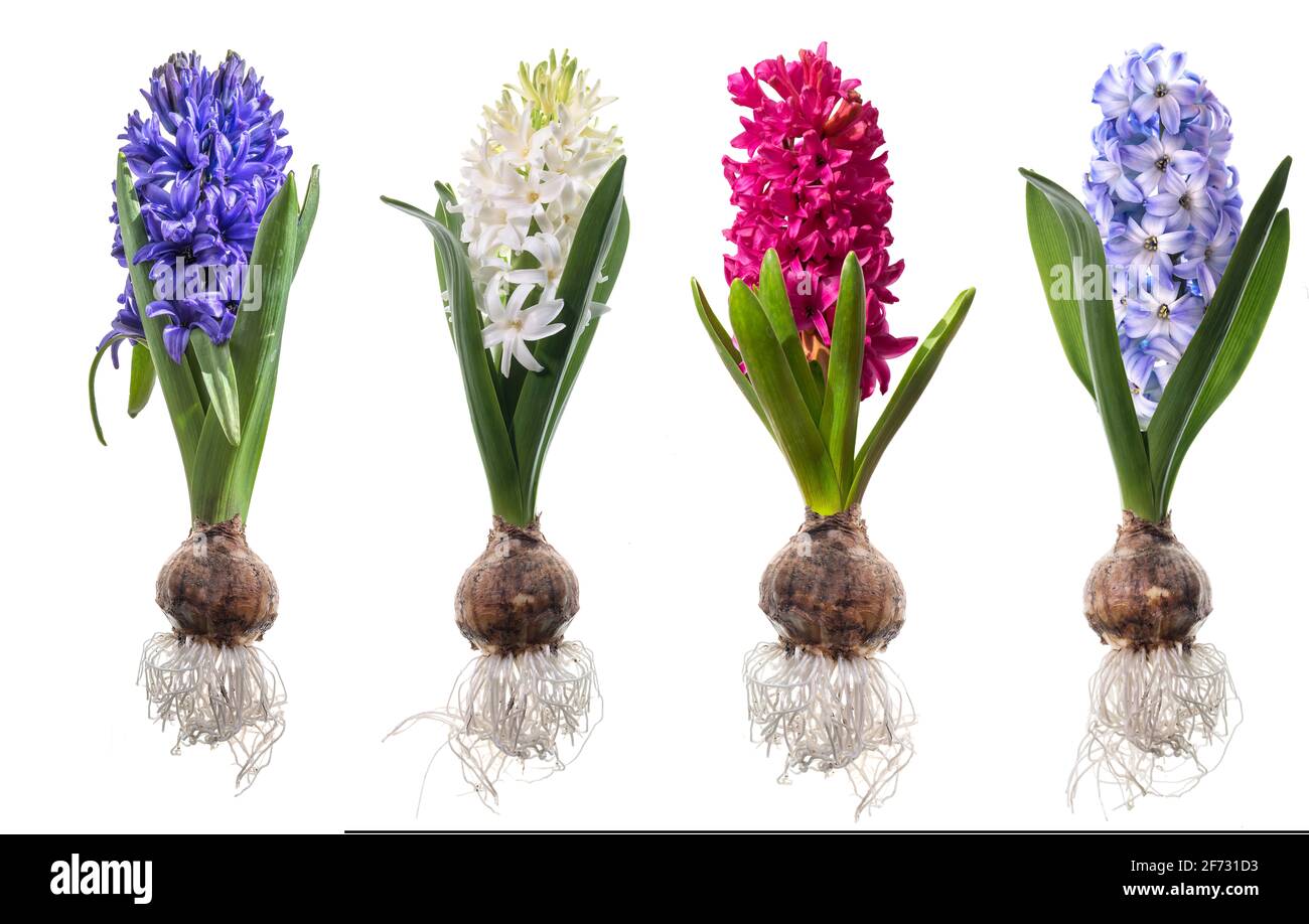 Hyacinths (Hyacinthus) in four colours on a white background, Germany ...