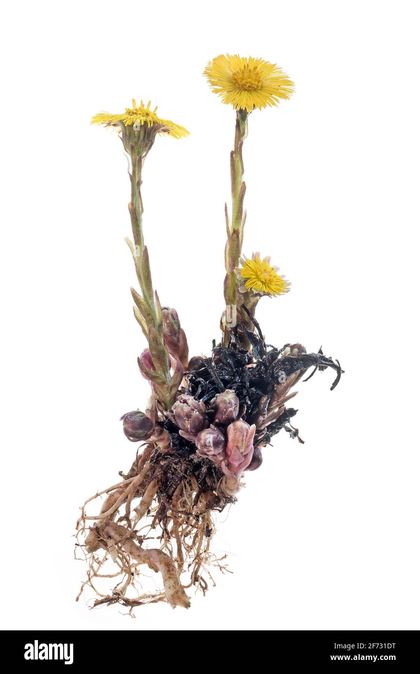 Coltsfoot (Tussilago farfara) on white background, Germany Stock Photo ...