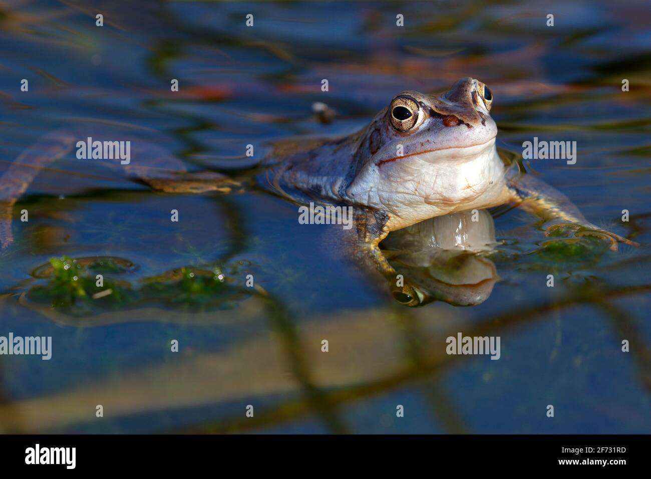 Moor frog (Rana arvalis), blue coloured male during mating season ...
