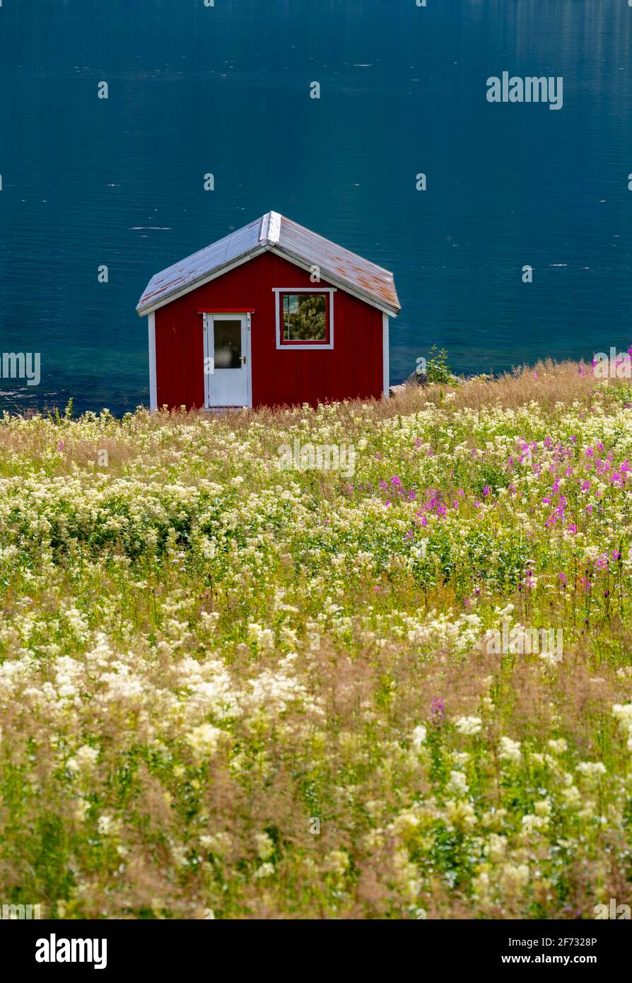 Typical fish hut by the sea, Skaland, Senja, Norway Stock Photo - Alamy