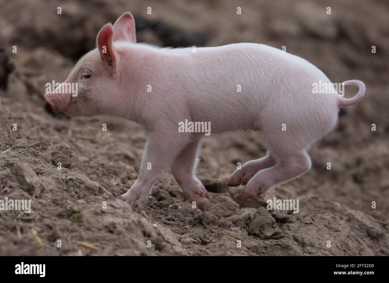 Pigs running free hi-res stock photography and images - Alamy