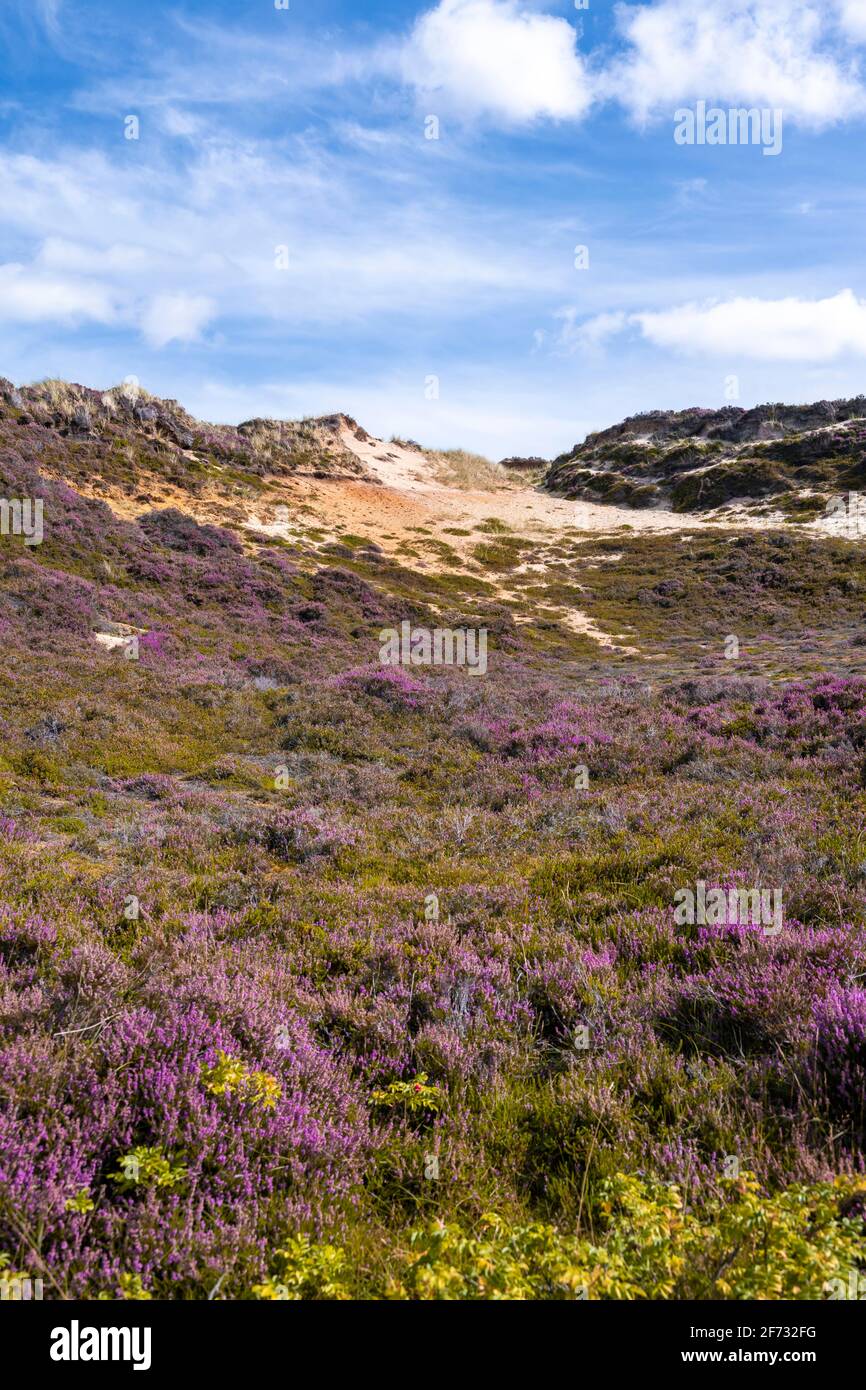 Dunes and heath landscape, Morsum cliff, Sylt, North Frisian Island ...
