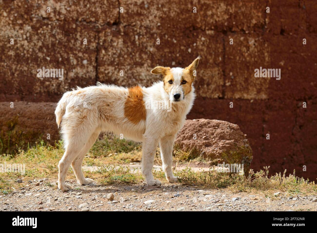 Inca dog hi-res stock photography and images - Alamy