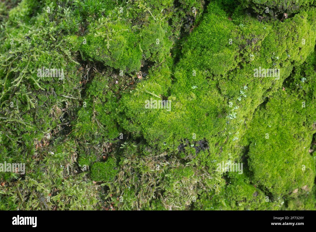 moss on fallen tree different species slective focus Stock Photo - Alamy