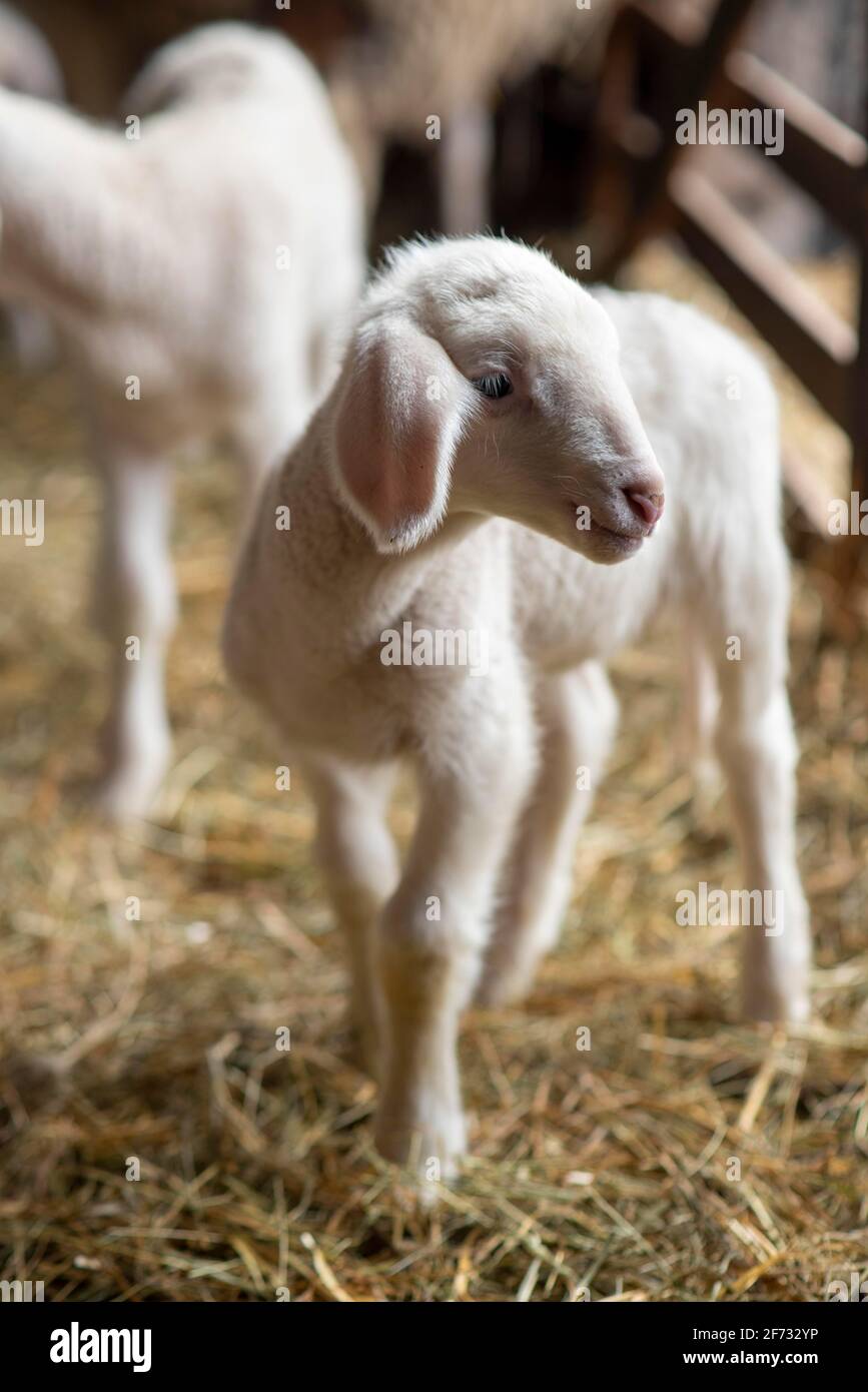 Lamb, Merino sheep, Zerbst, Saxony-Anhalt, Germany Stock Photo - Alamy