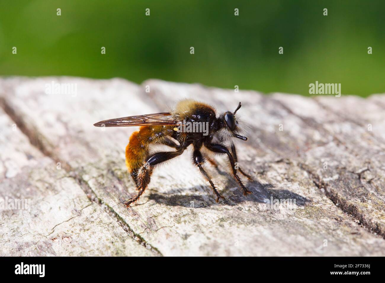 Yellow murder fly, Schleswig-Holstein (Laphria flava), Germany Stock ...