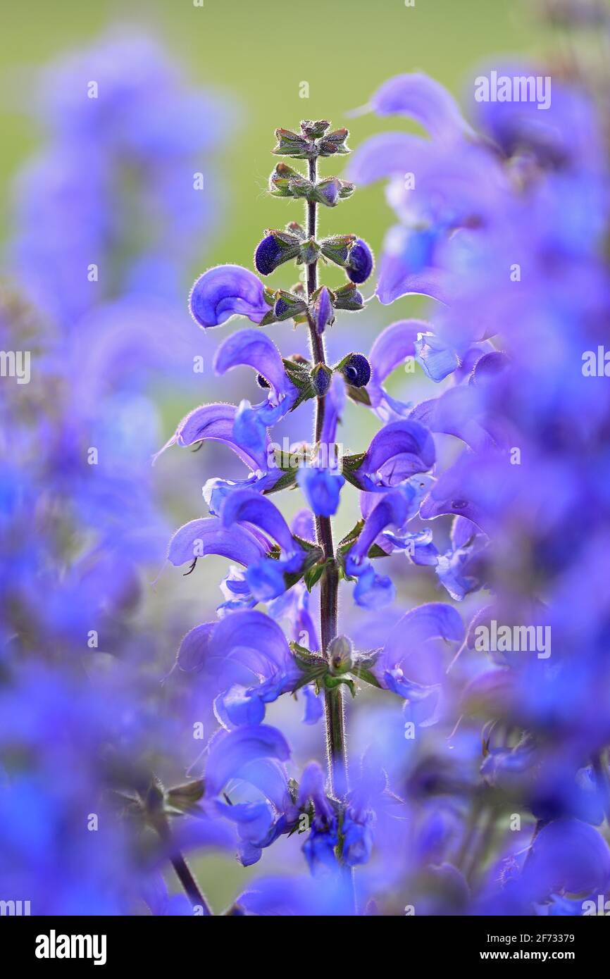 Meadow Clary (Salvia pratensis), Labiates (Lamiaceae), medicinal plant ...