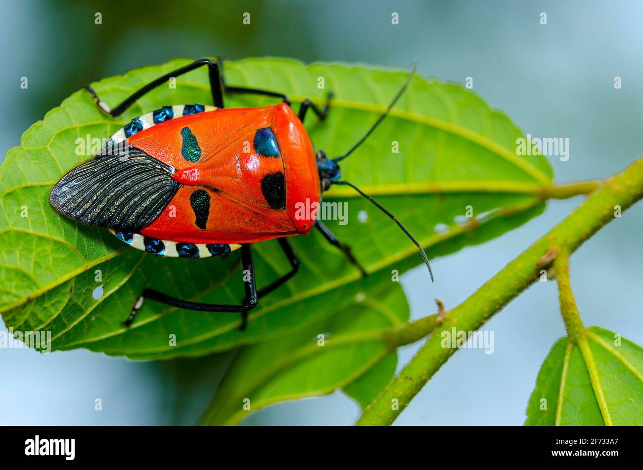 Man-Faced Stink Bug (Catacanthus incarnatus Stock Photo - Alamy