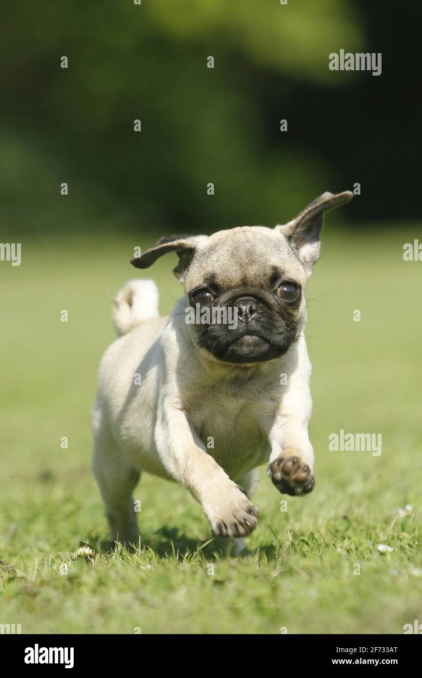 Pug baby hi-res stock photography and images - Alamy
