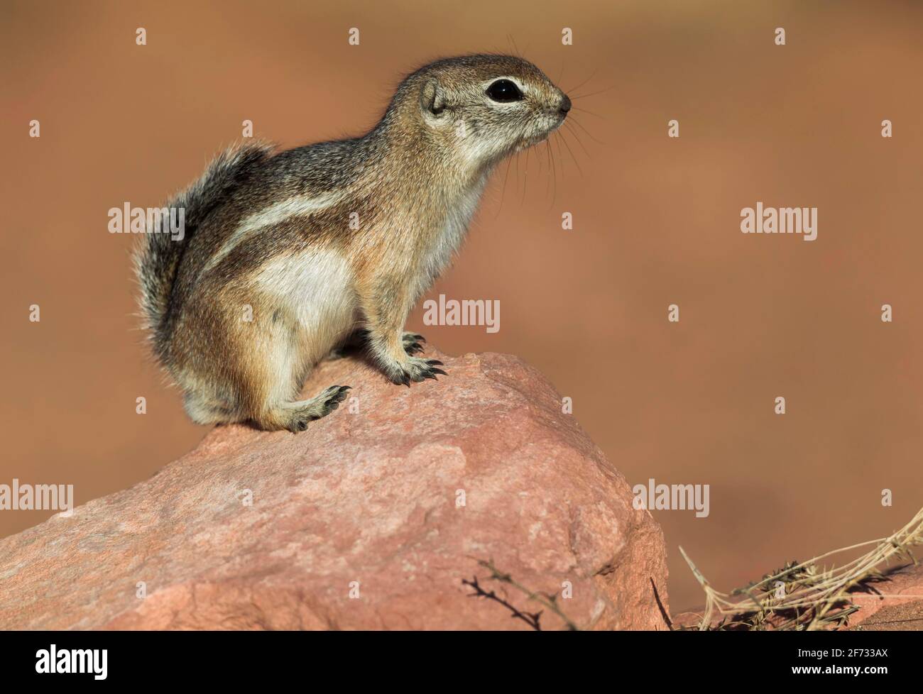 White-tailed antelope squirrel (Ammospermophilus leucurus), Utah, USA ...