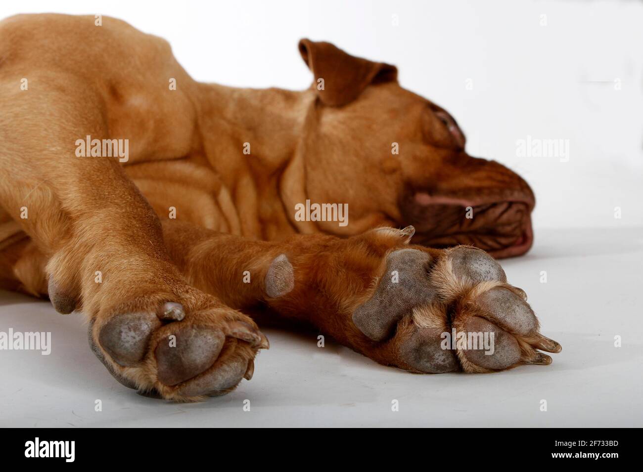 Bordeaux Mastiff, paw, paws, underside of the paw Stock Photo - Alamy