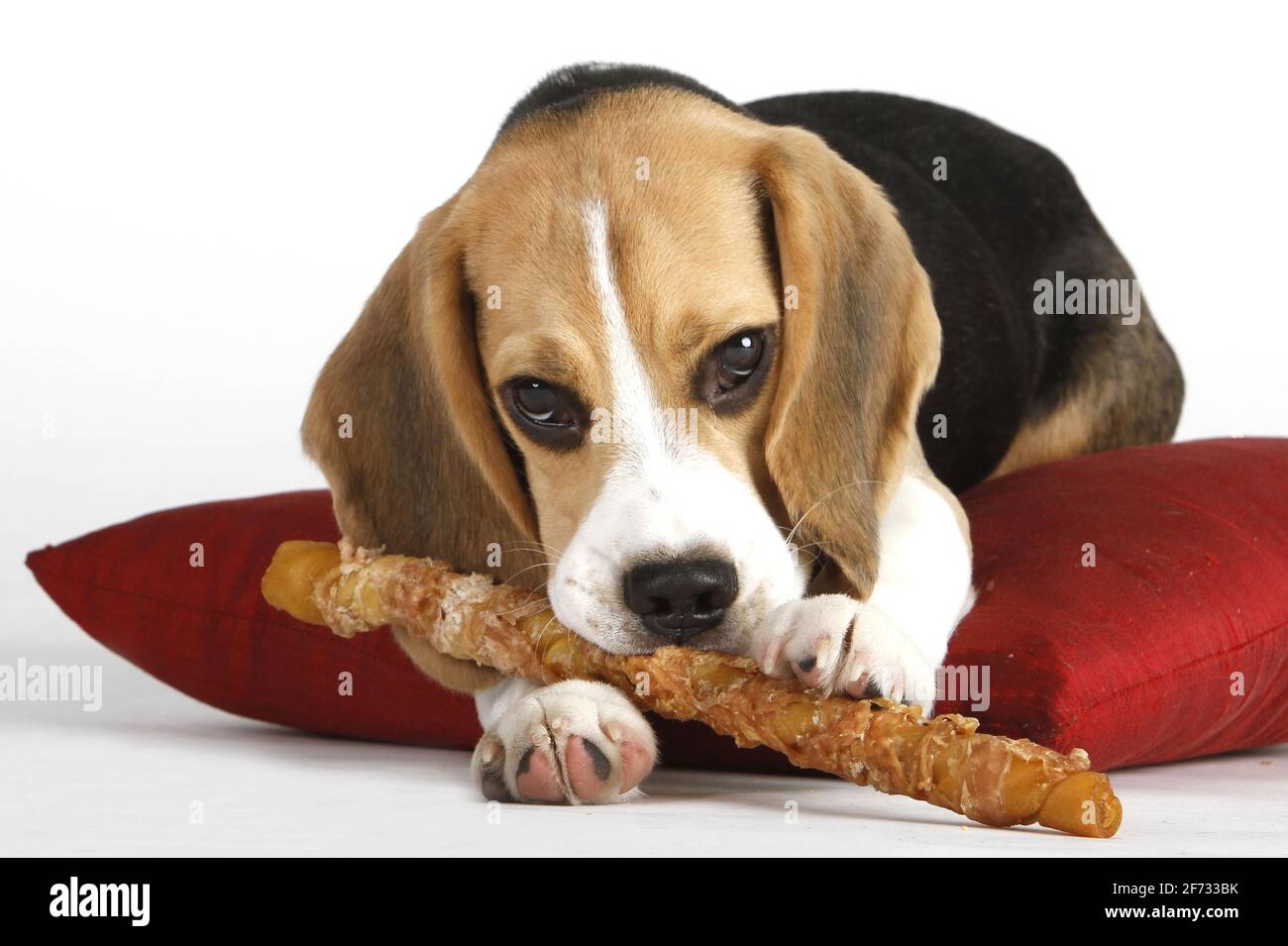 Bone house hi-res stock photography and images - Alamy