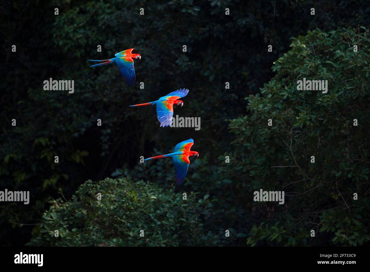 Red-and-green macaw (Ara chloroptera), flying over treetops, Mato ...