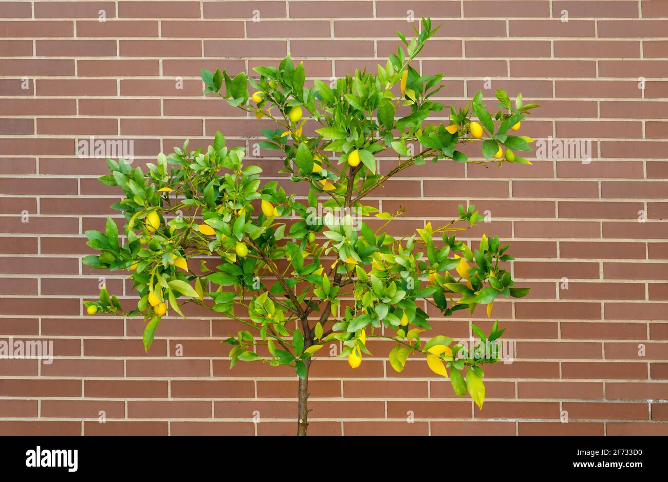 Kumquat tree, also called Genus Fortunella or Citrus sinensis. Urban ...