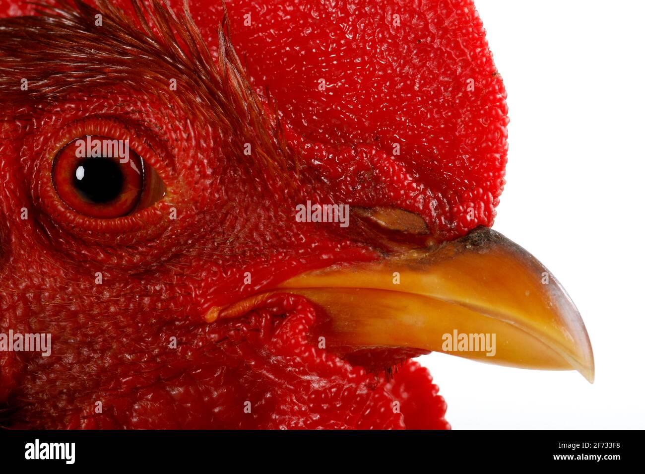 Bantam rooster, Welsumer bantam, rust partridge, cock, rooster, beak ...