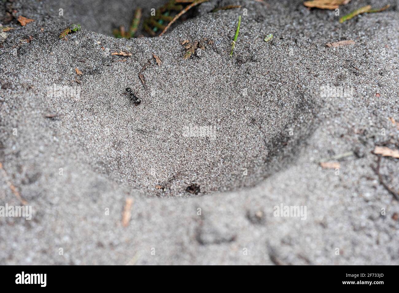 Myrmeleon formicarius antlion ant lion hi-res stock photography and ...