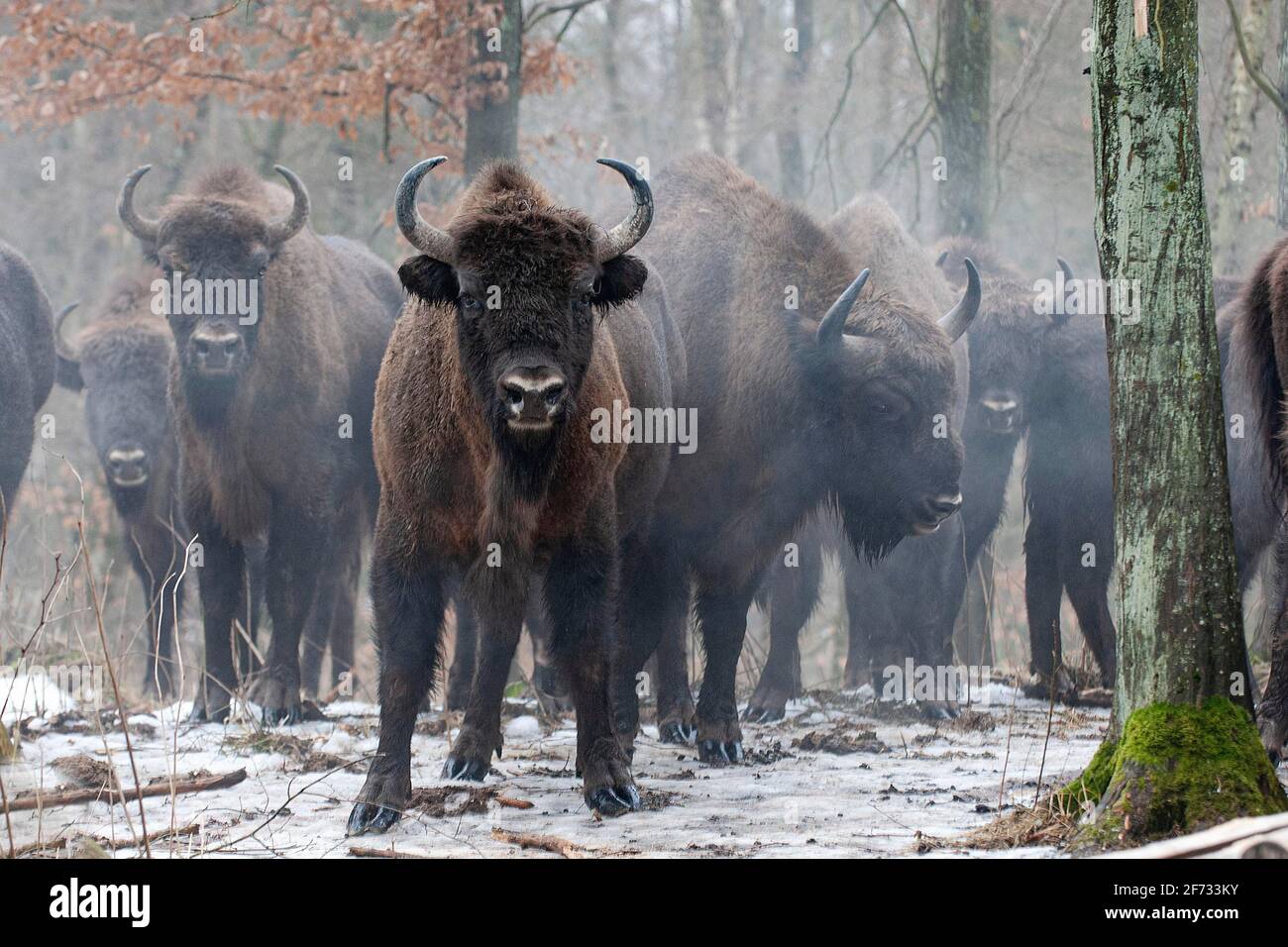 European bison (Bison bonasus) in the Borken Heath, Masuria, Poland ...