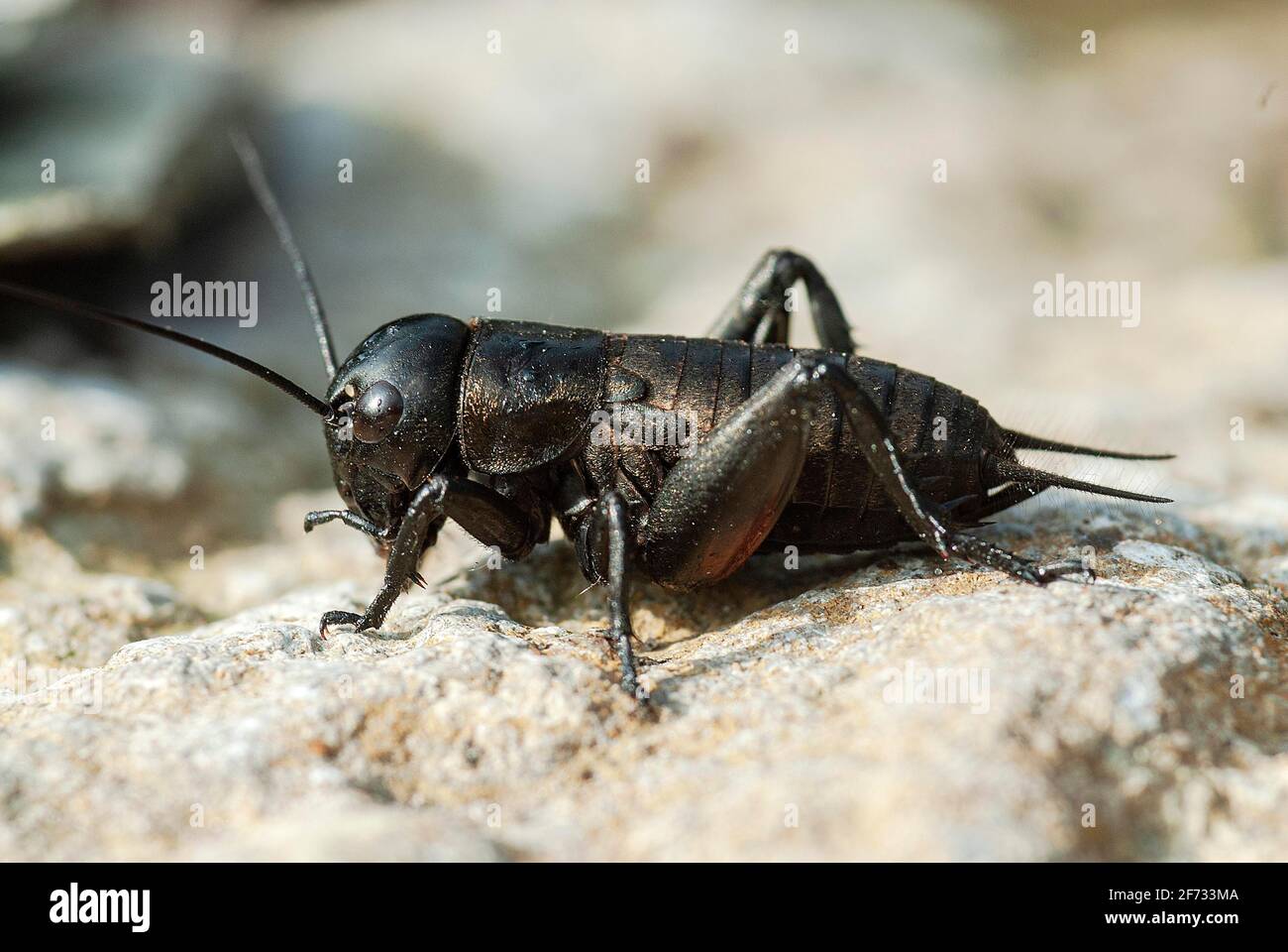 Field cricket (Gryllus campestris) on a rock, North Rhine-Westphalia ...