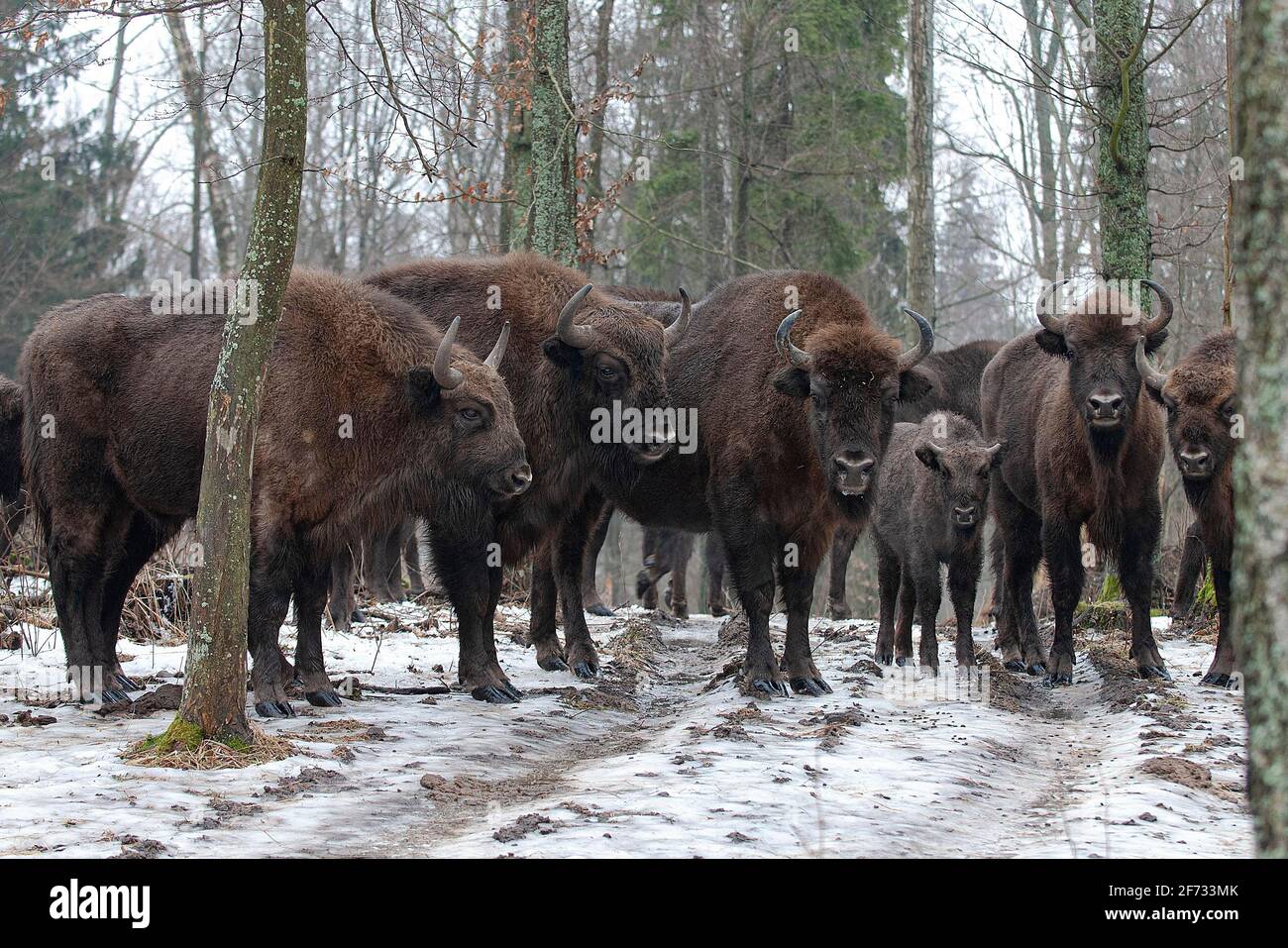 European bison (Bison bonasus) in the Borken Heath, Masuria, Poland ...