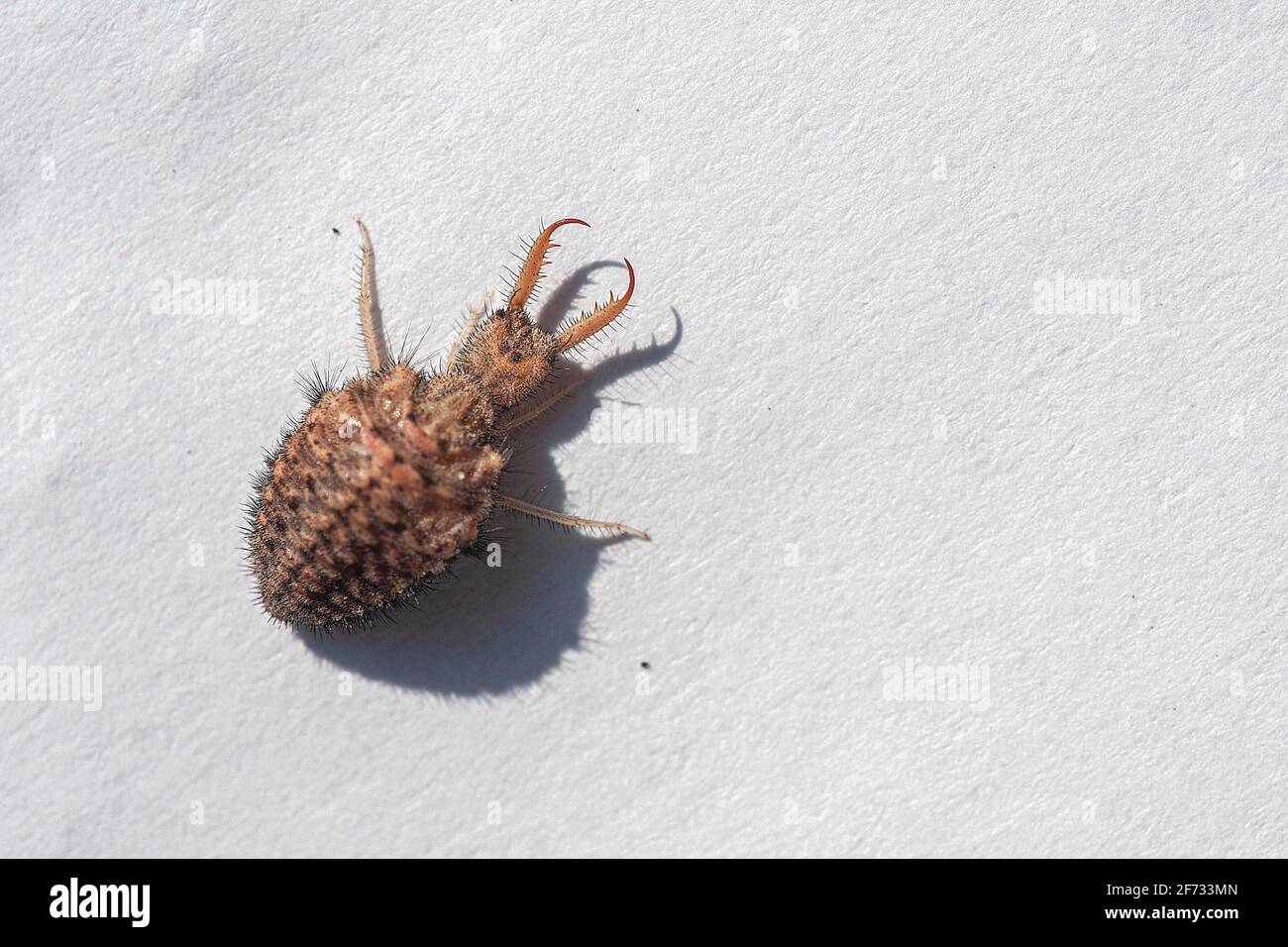 Antlion myrmeleon formicarius hi-res stock photography and images - Alamy