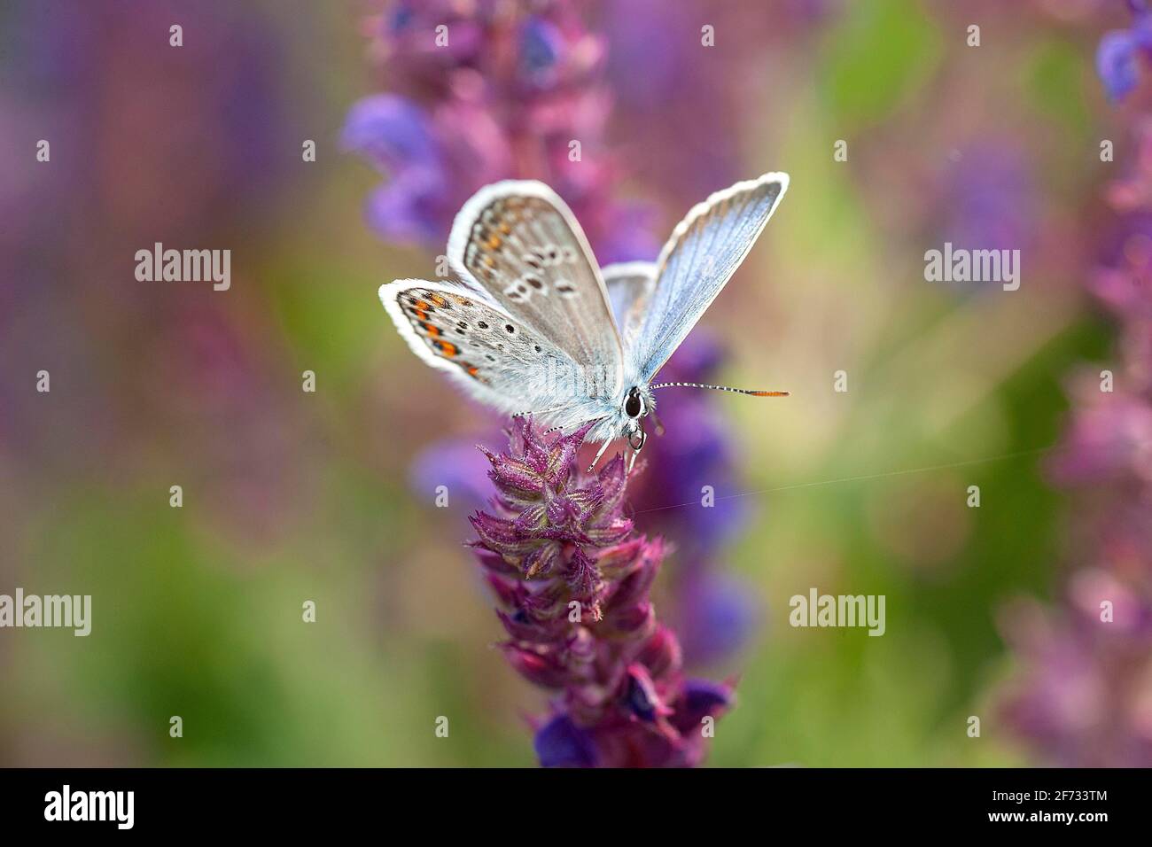 Gossamer winged butterfly (Lycaenidae) sucking nectar on the flower of ...