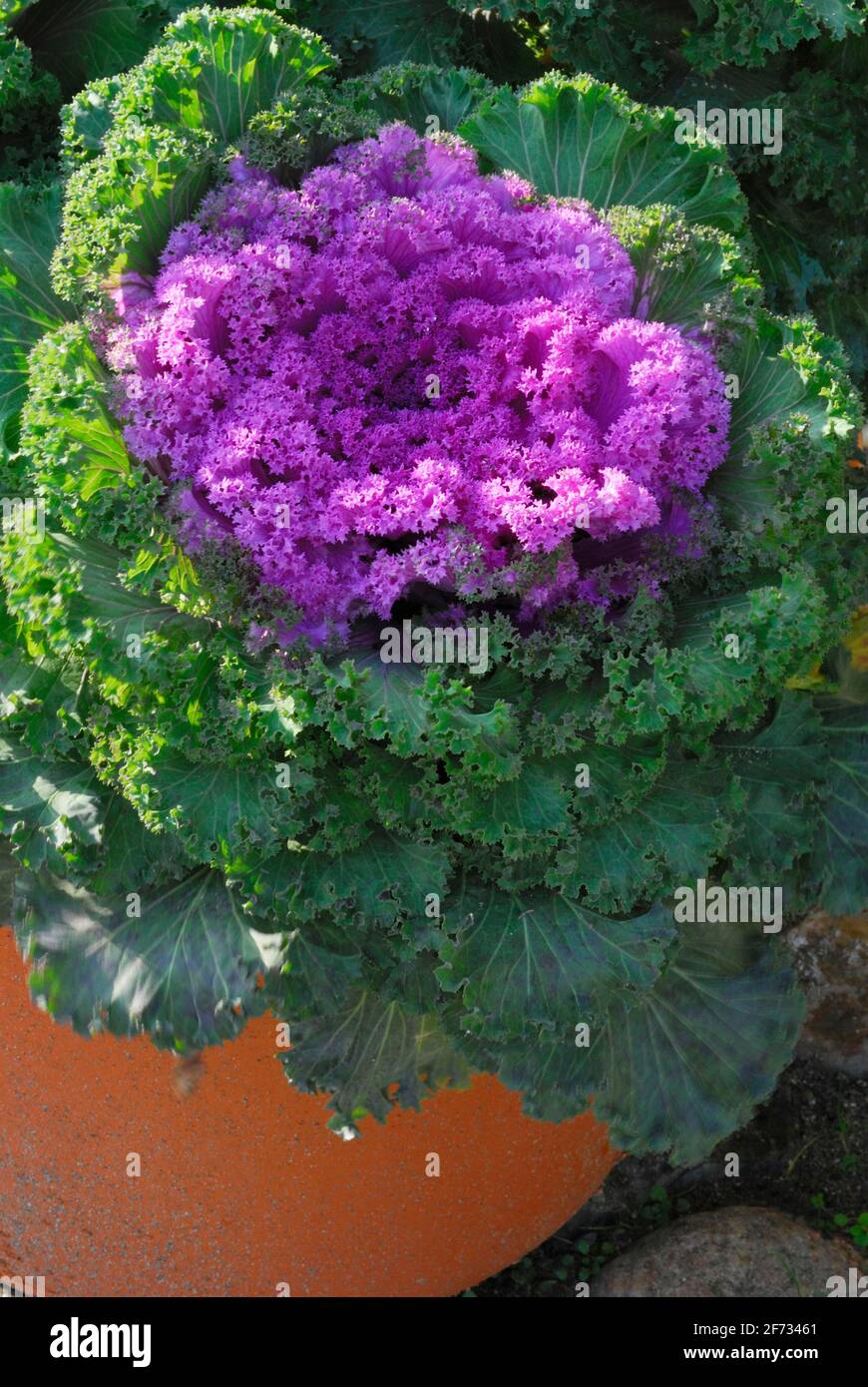 Kale ( Brassica oleracea var. acephala Stock Photo - Alamy